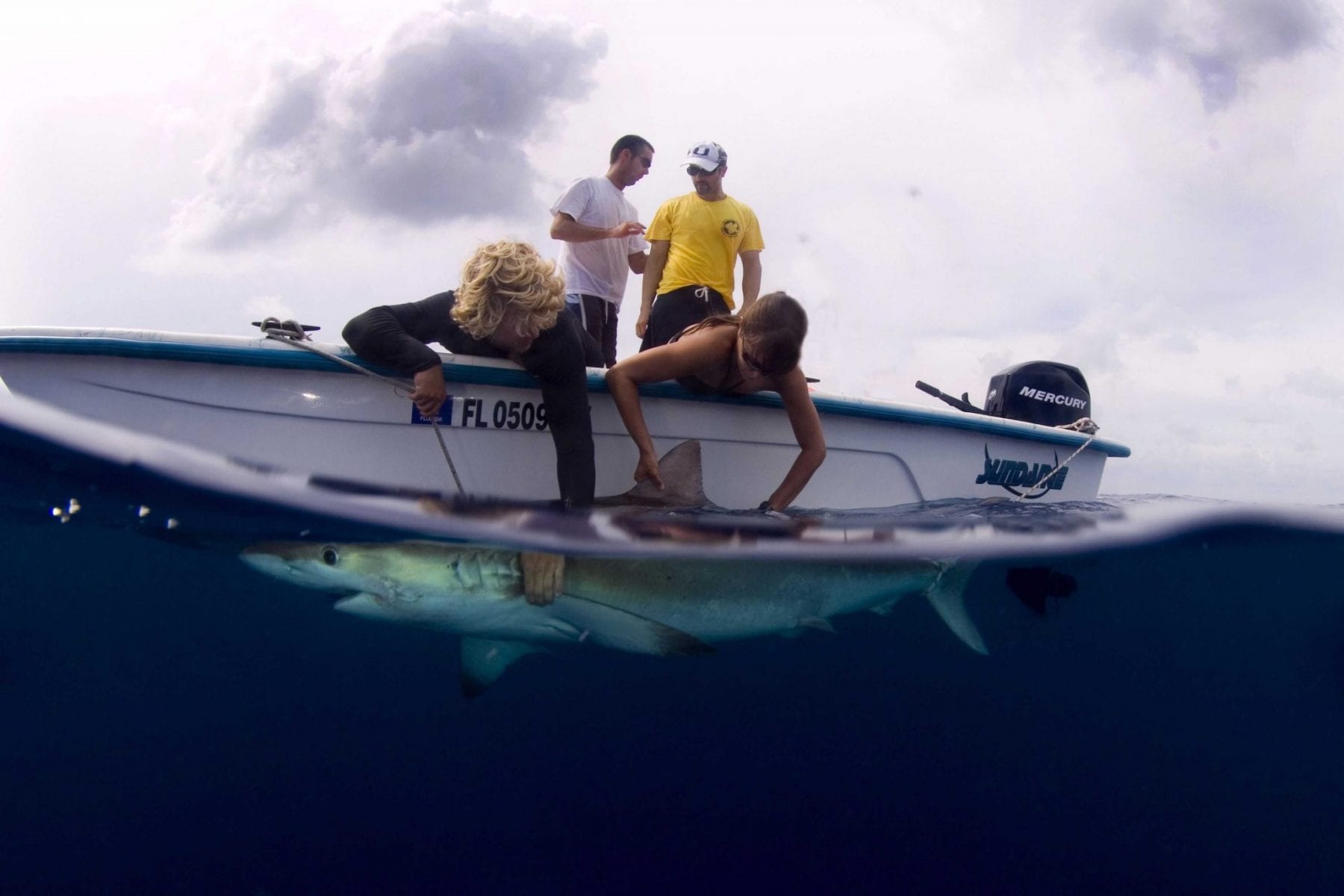 Bimini Sharklab–World Renown Research Facility Where Sharks Rule ...