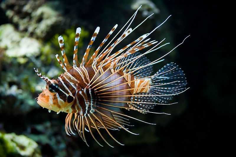 Central Abaco Lionfish Derby - Coastal Angler & The Angler Magazine