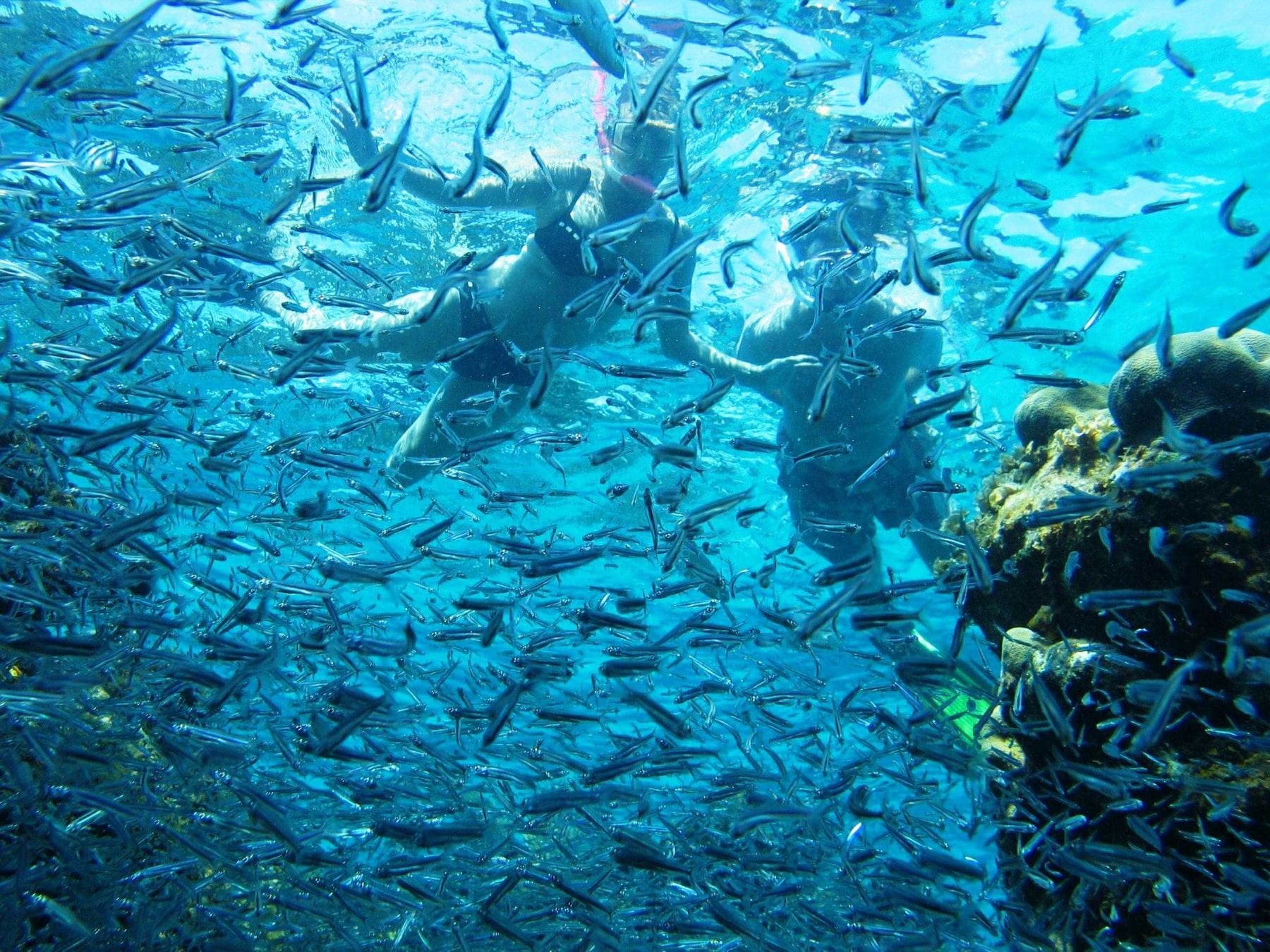 Abaco Dive Forecast - July 2011 | Coastal Angler & The Angler Magazine