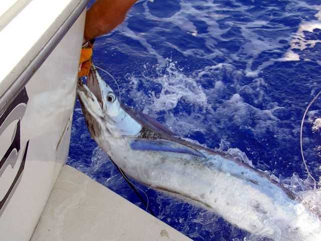 Exuma Fishing Forecast – June 2012 - Coastal Angler & The Angler Magazine