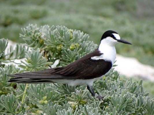 Bahamas National Trust and wildlife biologists assess the seabirds of ...