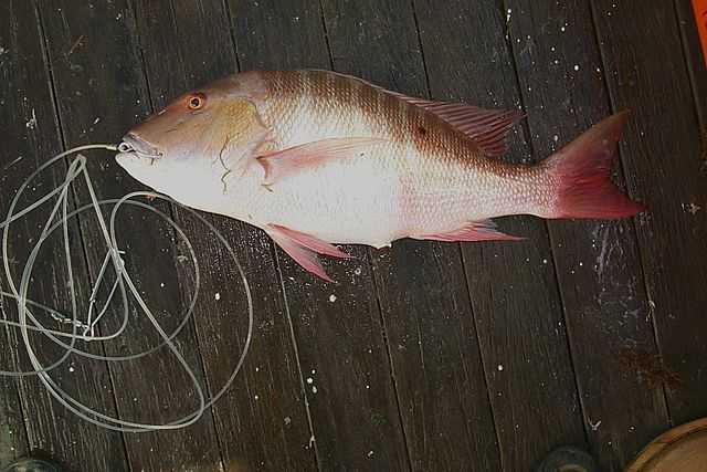 Abaco Offshore Forecast – September 2012 - Coastal Angler & The Angler ...