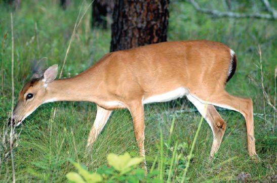 Biologists Predict Excellent Deer Season! - Coastal Angler & The Angler ...