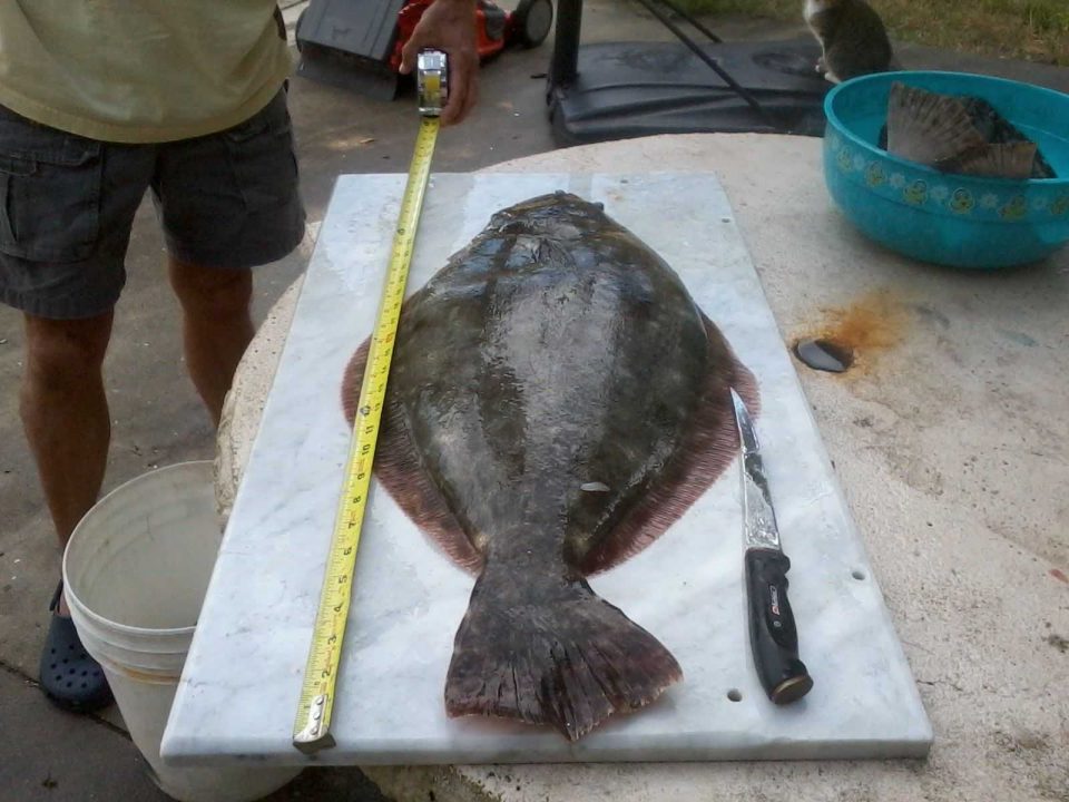 Nice Flounder | Coastal Angler & The Angler Magazine