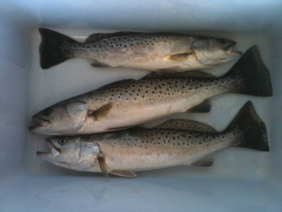 Specs - Coastal Angler & The Angler Magazine