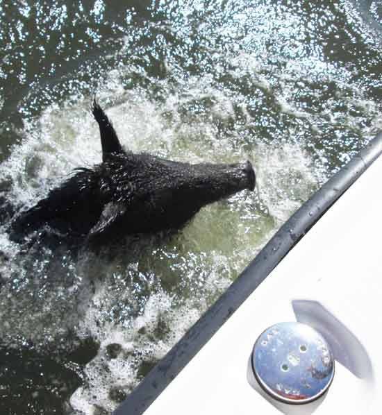 Wild Hog tries to jump in boat — great near shore fishing - Coastal ...
