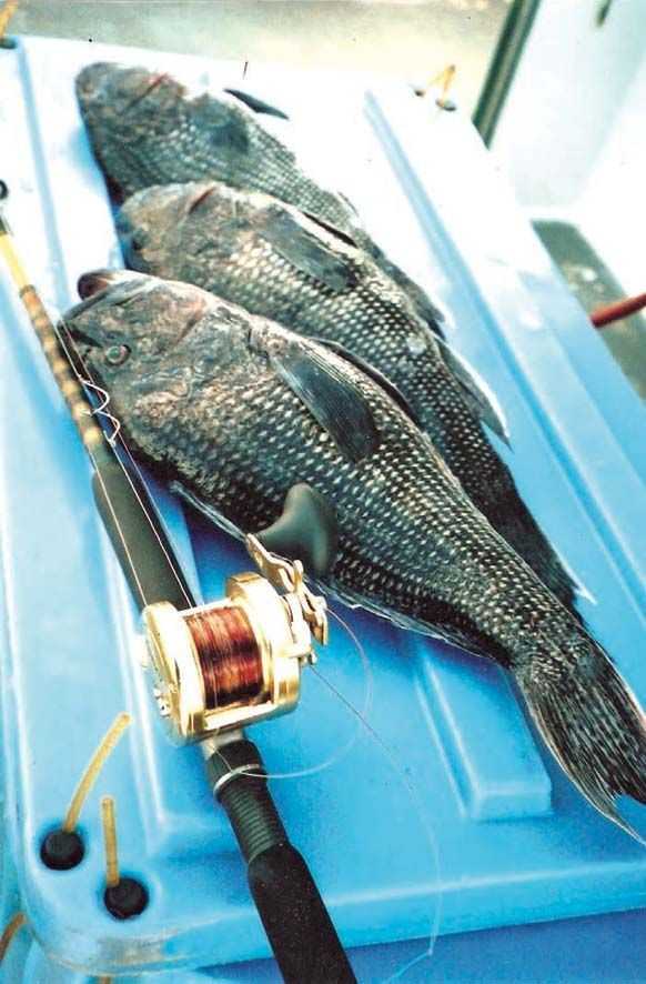 Fly of the Month: Trout Smacker - Coastal Angler & The Angler Magazine