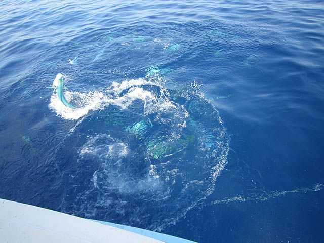 Exuma Fishing Forecast – May 2013 - Coastal Angler & The Angler Magazine