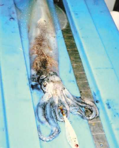 Waiting on the squid | Coastal Angler & The Angler Magazine