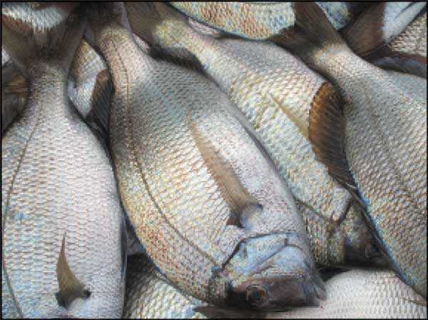 Autumn Angling 101: Play the Lees, Fish More Days | Coastal Angler ...