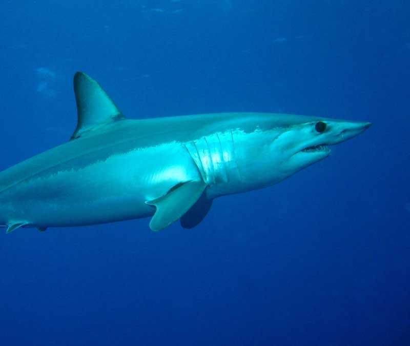 It's Prime Time for Makos | Coastal Angler & The Angler Magazine