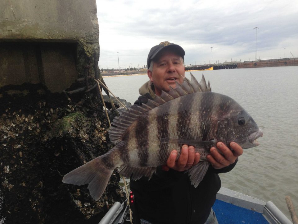 Cooper River Sheepshead - Coastal Angler & The Angler Magazine