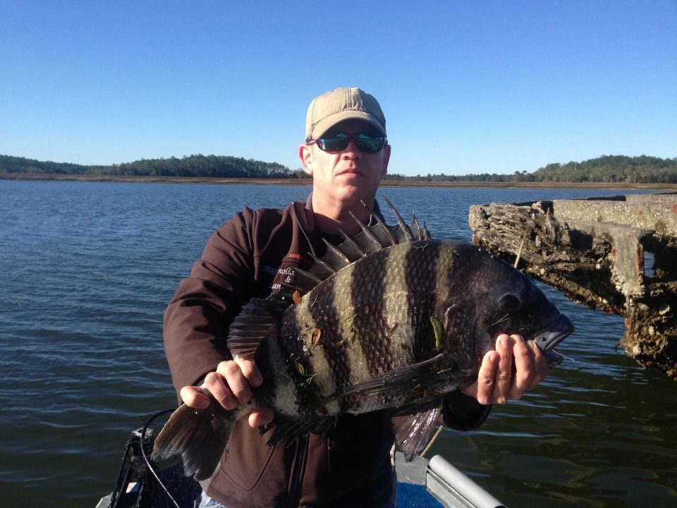 Big Sheepshead - Coastal Angler & The Angler Magazine