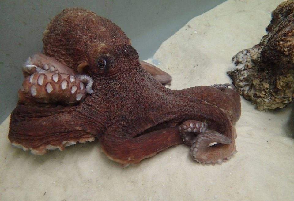 The Year of the Octopus | Coastal Angler & The Angler Magazine