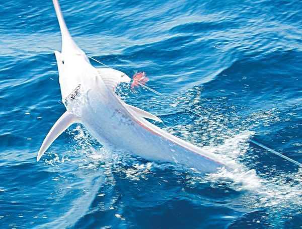 Spanish Fly Releases +300lb Albino Blue Marlin - Coastal Angler & The ...