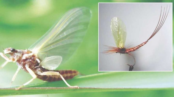 Fishing the Mayfly Hatch for Quality Bass in Early Summer - Coastal ...