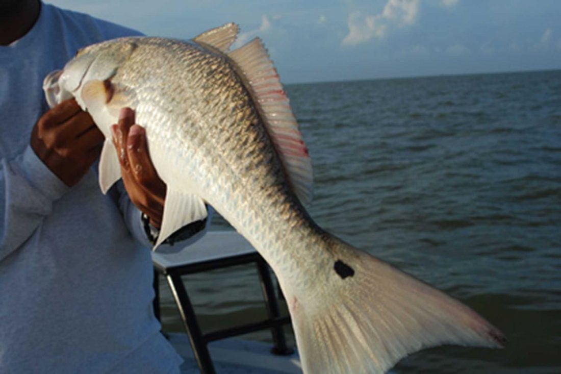 Wading The Flats For Summer Redfish - Coastal Angler & The Angler Magazine