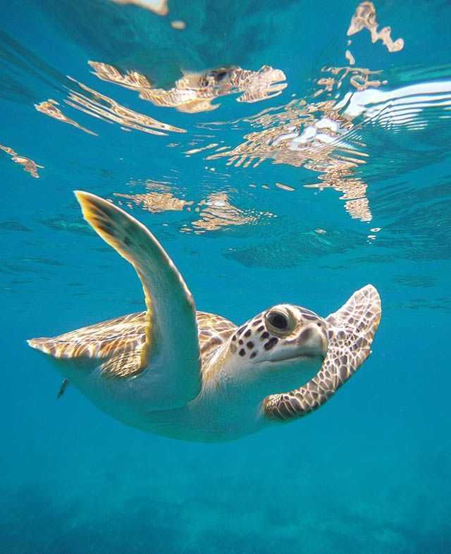 Bimini SCUBA Conditions and Forecast: August 2014 - Coastal Angler ...