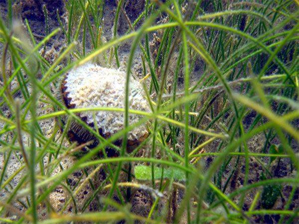 FLORIDA BAY SCALLOP - Coastal Angler & The Angler Magazine