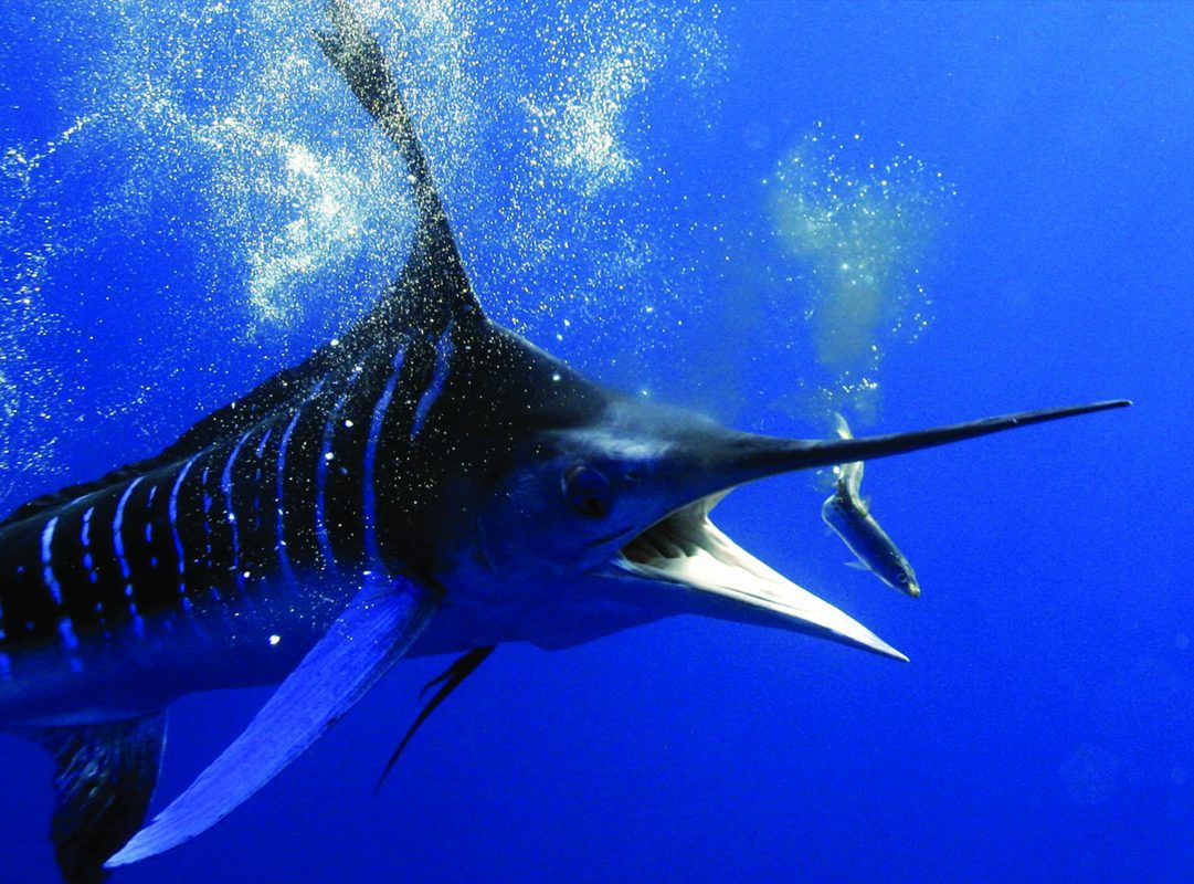Balboa, Cali. Marlin Tourney Joins IGFA’s Great Marlin Race | Coastal ...