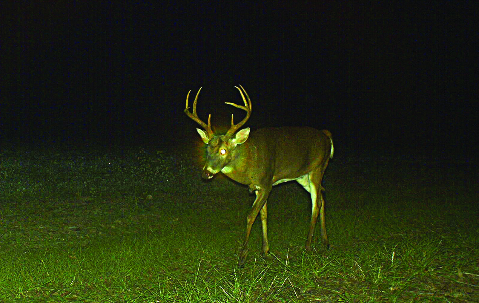 Finding The Magic Transition Area For Early Season Bucks - Coastal ...