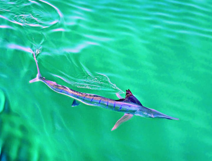 Balboa, Cali. Marlin Tourney Joins IGFA’s Great Marlin Race - Coastal ...