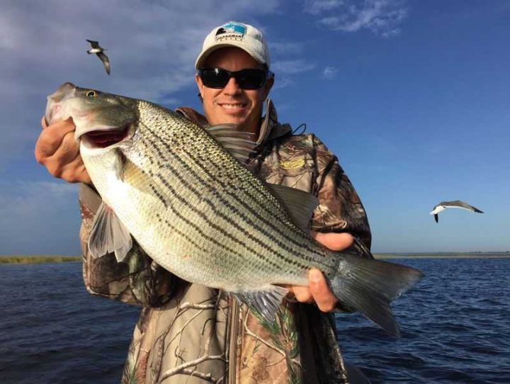 Florida’s Sunshine Bass - Coastal Angler & The Angler Magazine