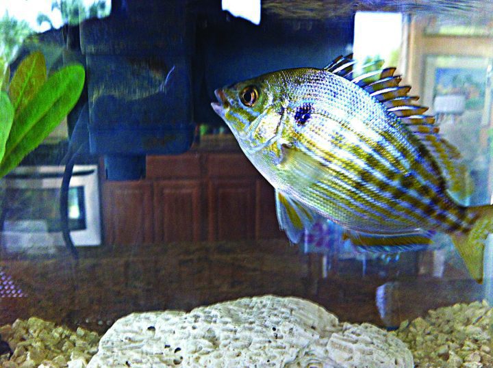 The Mighty Pinfish: A Major Player In Our Estuaries - Coastal Angler ...