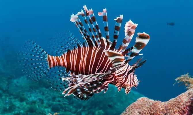 Lionfish Removal Day Is May 16 - Coastal Angler & The Angler Magazine
