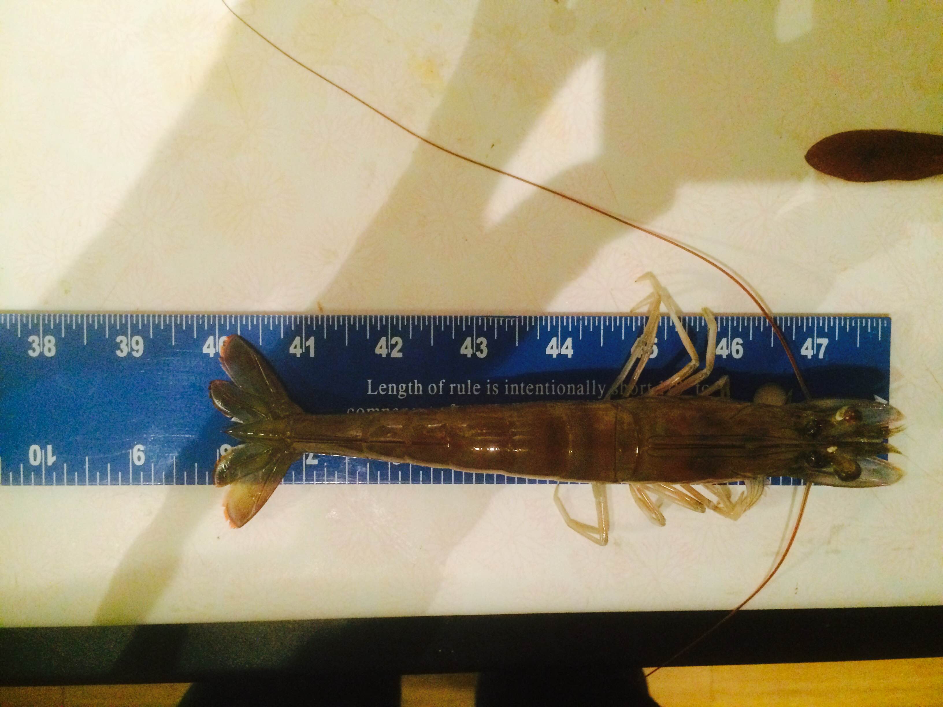 Daytona Shrimping Reports | Coastal Angler & The Angler Magazine