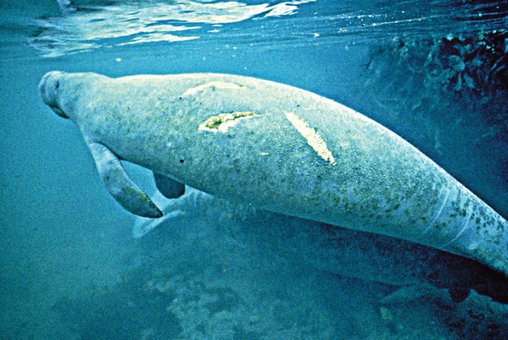 Springtime Brings Close Encounters With Manatees - Coastal Angler & The ...