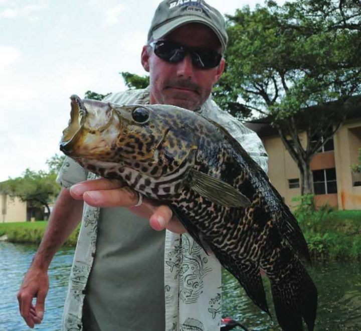 Species Spotlight: Jaguar Guapote - Coastal Angler & The Angler Magazine