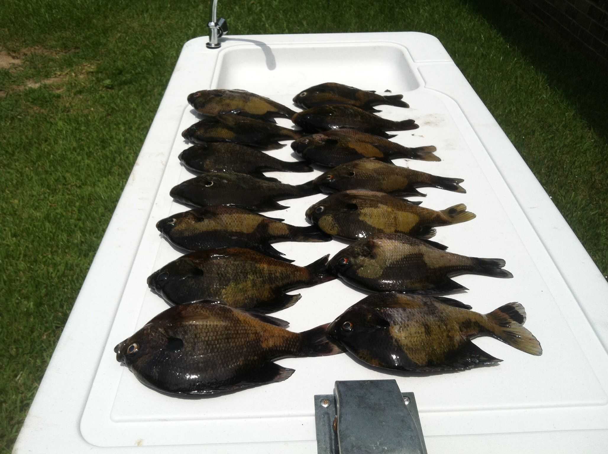 Fly fishing spectacular | Coastal Angler & The Angler Magazine