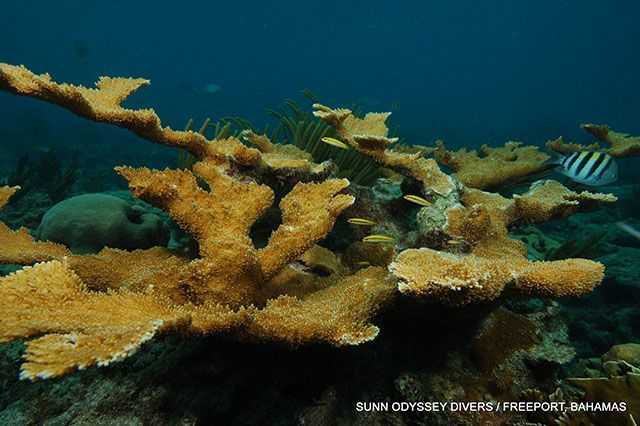 Projects and Enhanced Science Under Way to Help Lagoon - Coastal Angler ...