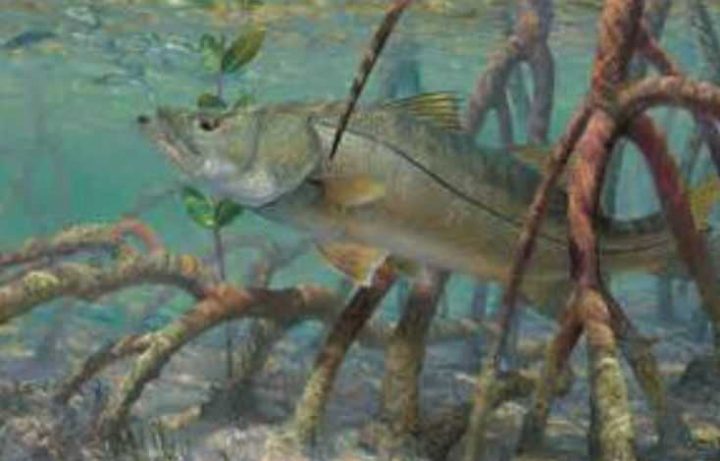 SPECIES SPOTLIGHT: Snook - Coastal Angler & The Angler Magazine