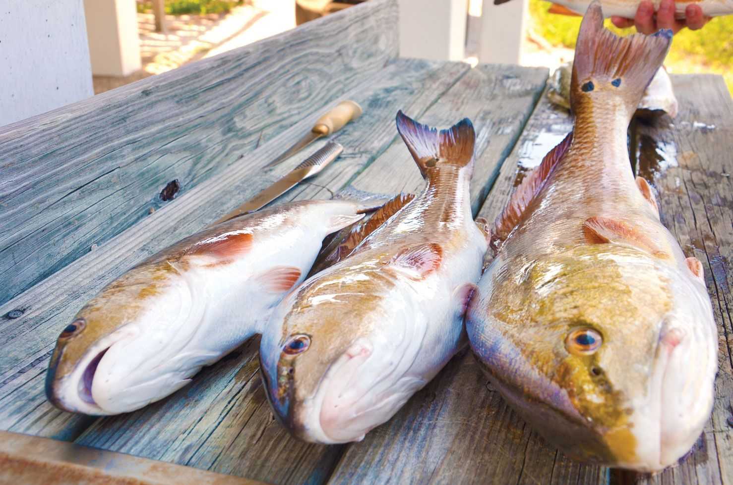 Fishy Smell Improves Critical Thinking