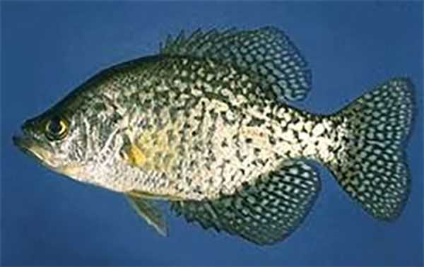 SPECIES SPOTLIGHT: Black Crappie | Coastal Angler & The Angler Magazine