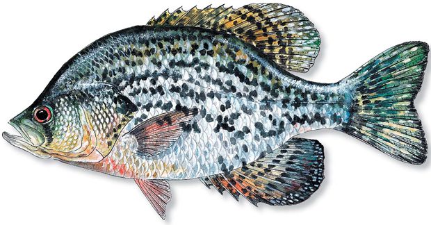 SPECKLED-PERCH | Coastal Angler & The Angler Magazine