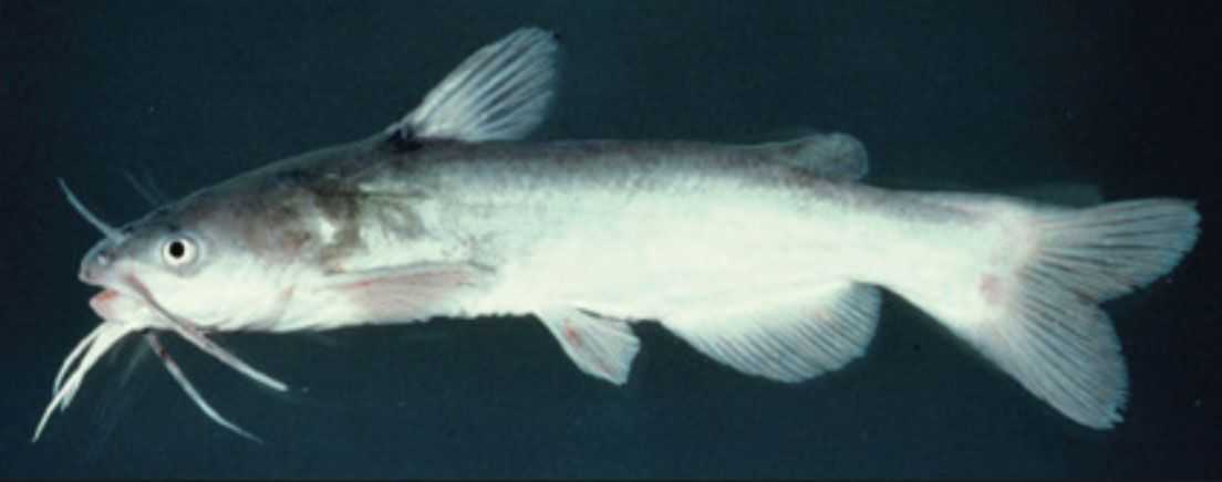 SPECIES SPOTLIGHT: White Catfish | Coastal Angler & The Angler Magazine