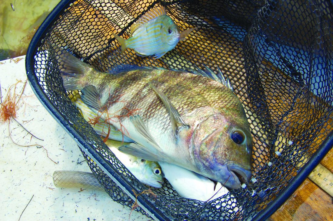 Sheepshead are Winter’s White Meat - Coastal Angler & The Angler Magazine