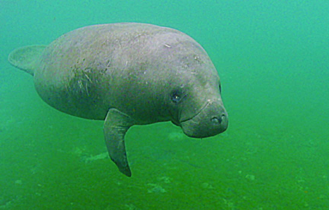 Whiskers The Manatee - Coastal Angler & The Angler Magazine