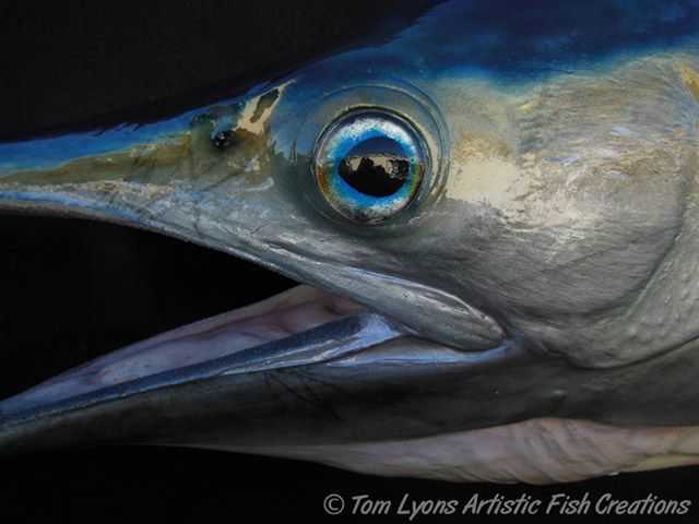 Top Five Tips for a Perfect Catch and Release Mount - Coastal Angler ...