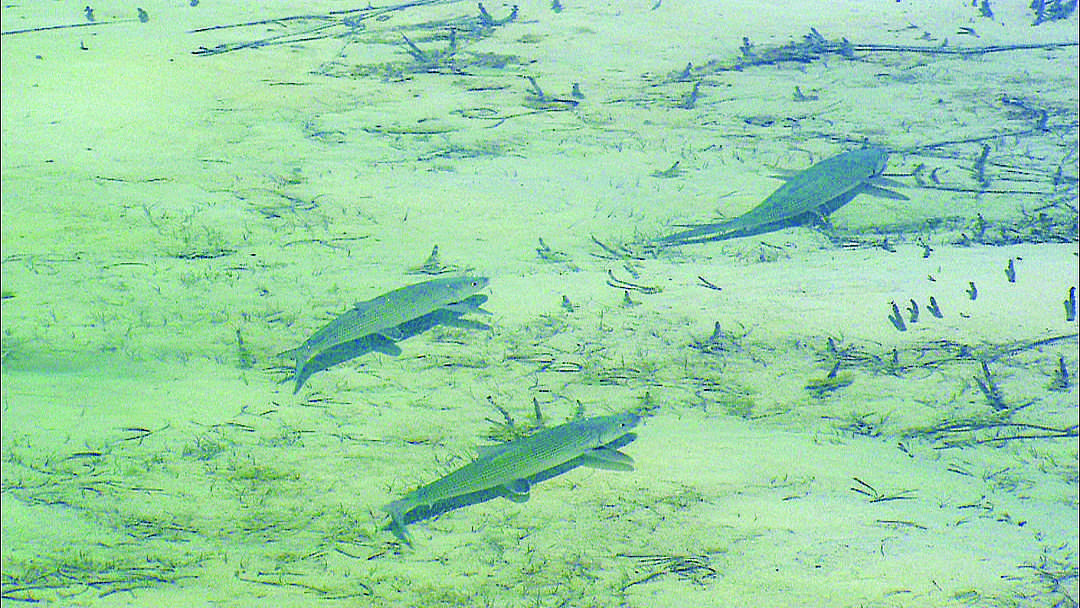 Bonefish & Tarpon Trust Announces Bonefish Restoration Project ...