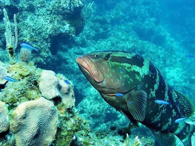 Abaco Scuba Diving Conditions and Forecast: April 2016 - Coastal Angler ...