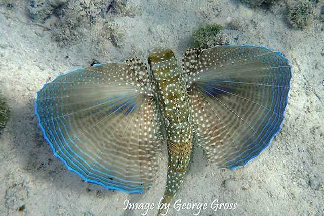 North Eleuthera Scuba Diving Conditions and Forecast: April 2016 ...