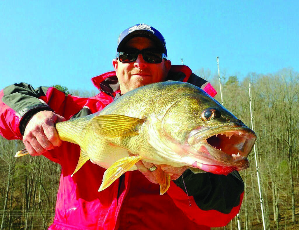Georgia Walleye Record Shattered - Coastal Angler & The Angler Magazine