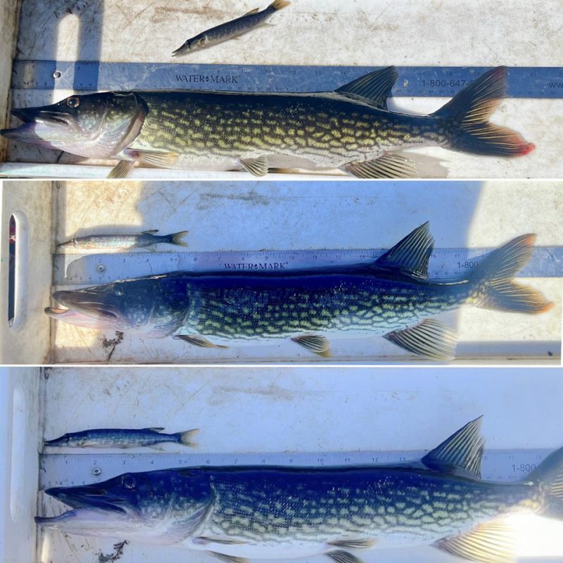 Florida’s Chain Pickerel - Coastal Angler & The Angler Magazine