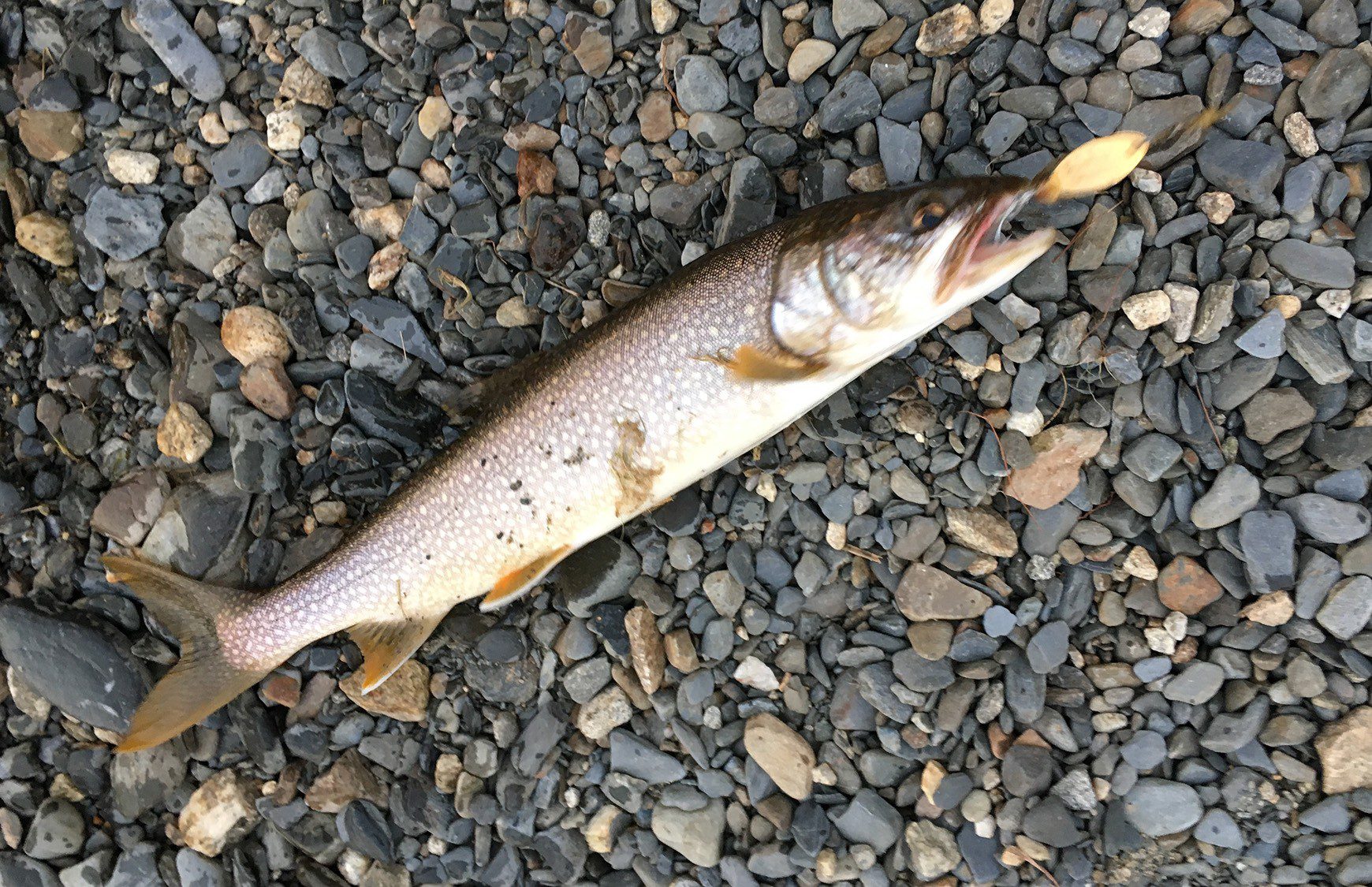 June Catch of the Month: Ken Martin - Coastal Angler & The Angler Magazine