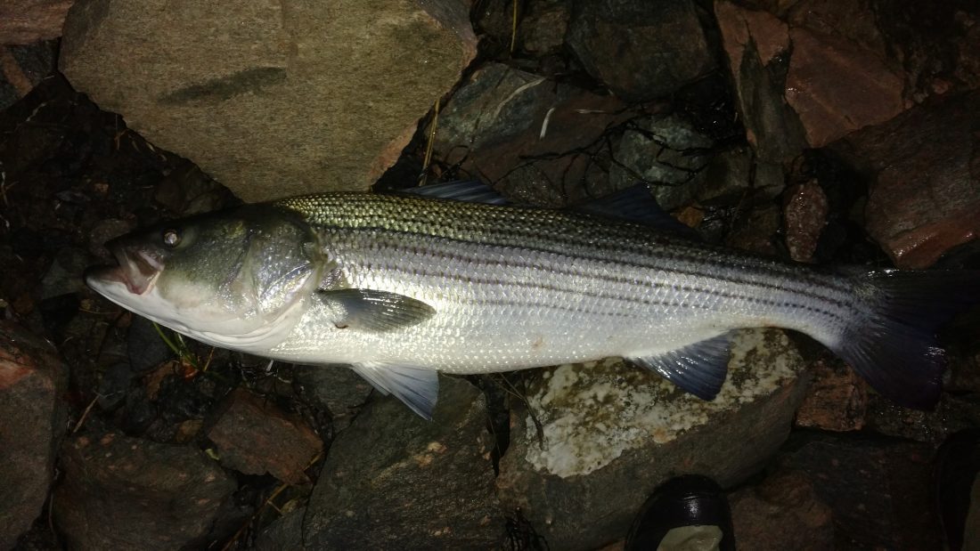 Striper Summer Patterns - Coastal Angler & The Angler Magazine
