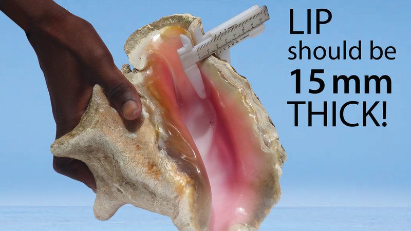 Movement to protect baby conch in The Bahamas - Coastal Angler & The ...